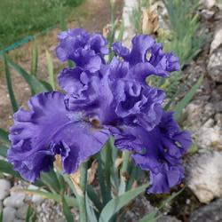 Tall Bearded Iris (Iris 'Sea Power') in the Irises Database - Garden.org