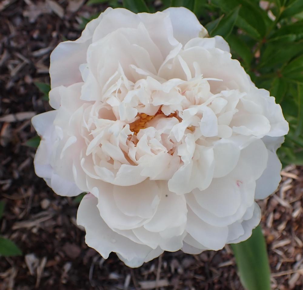 Photo of the bloom of Peony (Paeonia lactiflora 'White Wicker') posted ...