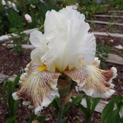 Tall Bearded Iris (Iris 'Spring Madness') in the Irises Database ...