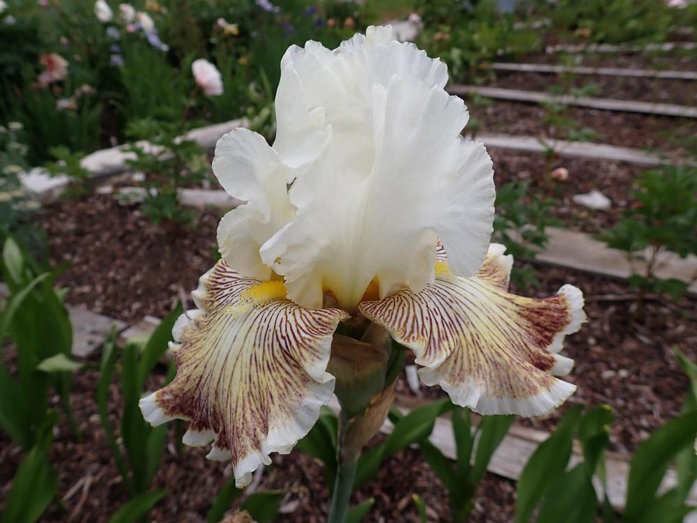 Photo of the bloom of Tall Bearded Iris (Iris 'Spring Madness') posted ...