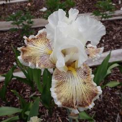 Tall Bearded Iris (Iris 'Spring Madness') in the Irises Database ...
