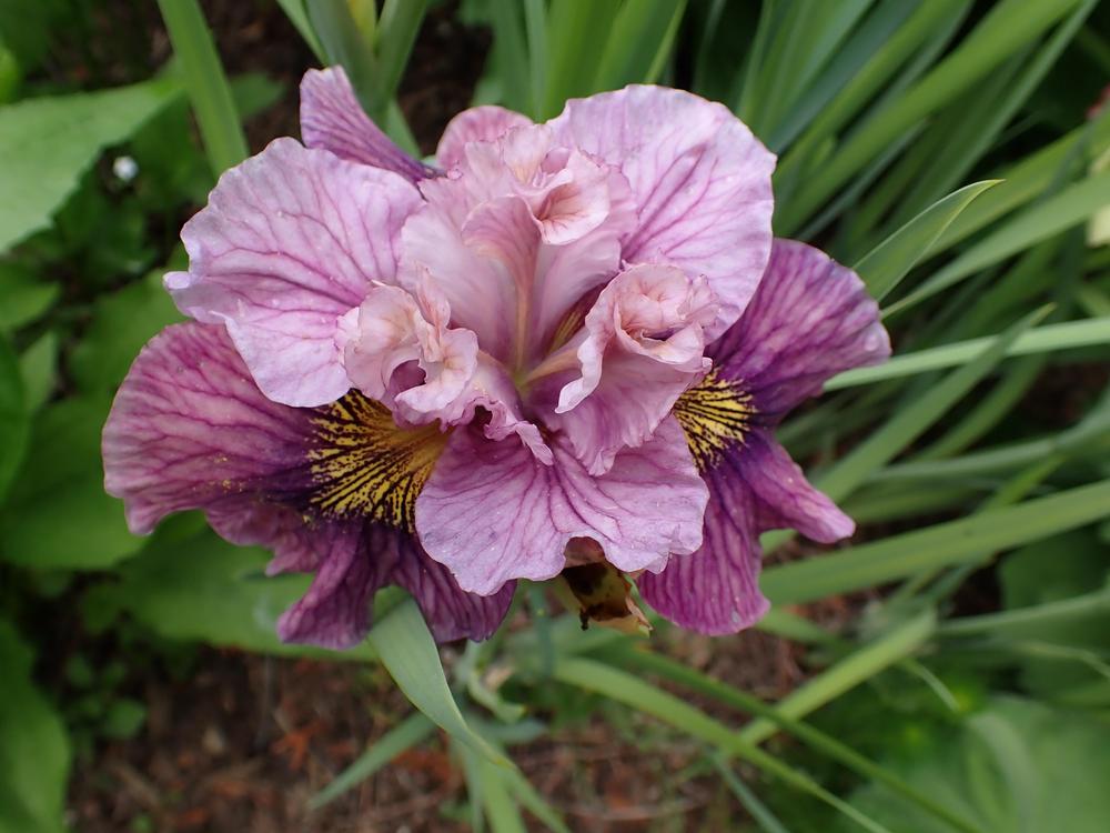 Photo of the bloom of Siberian Iris (Iris 'Mad Hat') posted by Vals ...