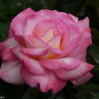 Photo of the bloom of Rose (Rosa 'Secret') posted by drirastucker ...