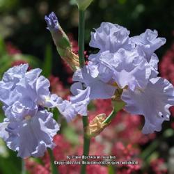 Tall Bearded Iris (Iris 'Absolute Treasure') in the Irises Database ...