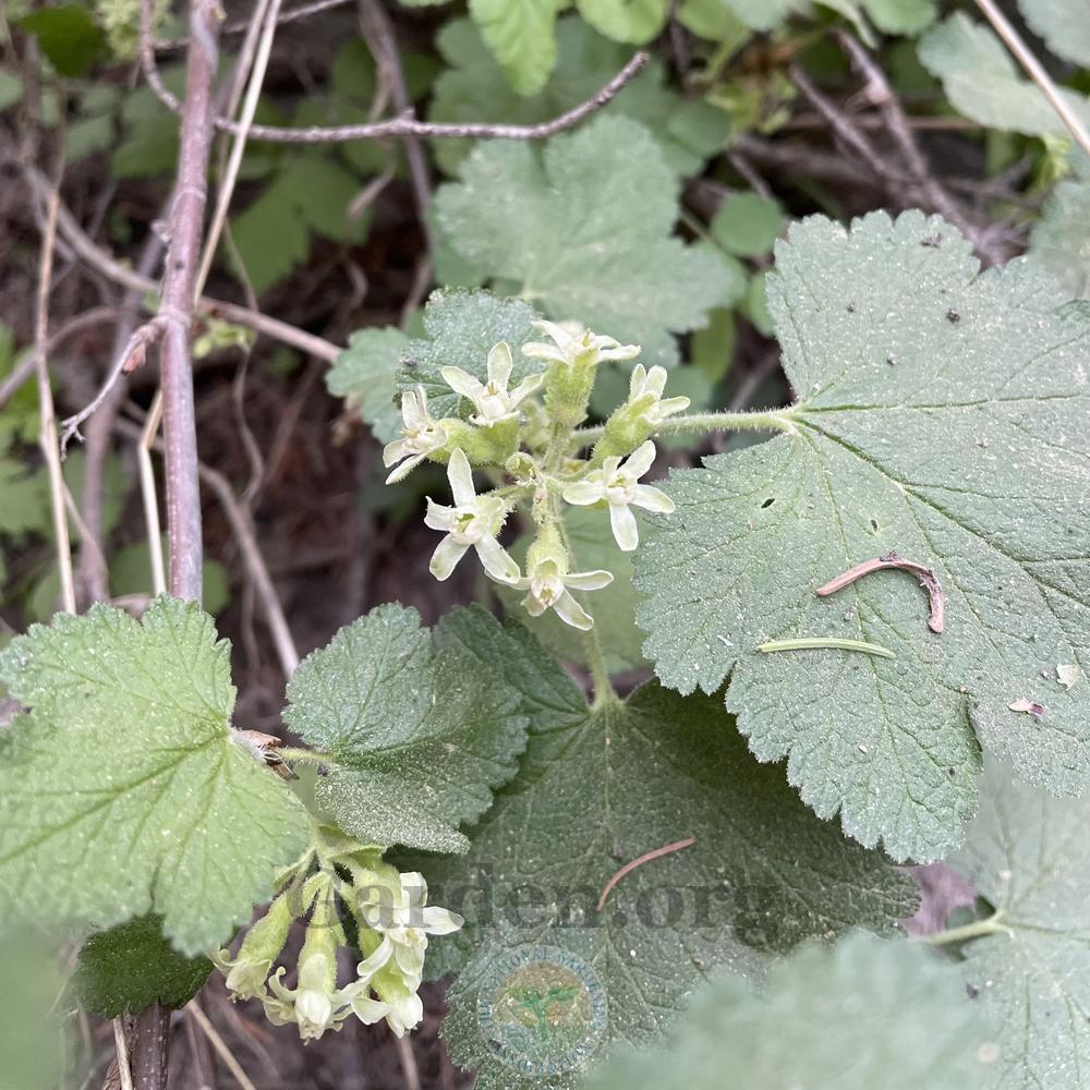 Sticky currant (Ribes viscosissimum) in the Currants and Gooseberries ...