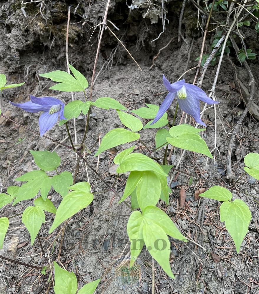 Photo of the bloom of Western Blue Clematis (Clematis occidentalis var ...
