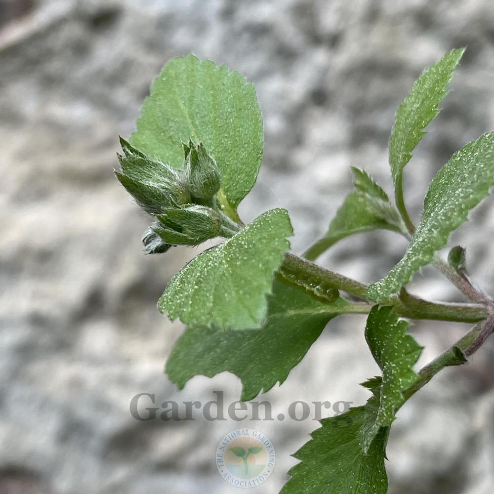 Photo of the closeup of buds, sepals and receptacles of Wasatch ...