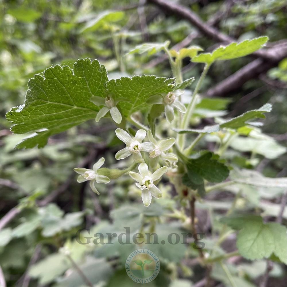 Photo of the bloom of Sticky currant (Ribes viscosissimum) posted by ...