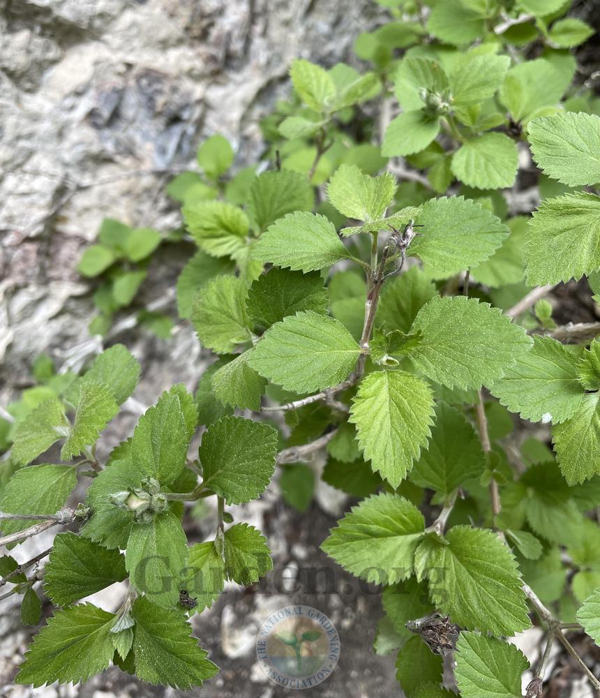 Photo of the leaves of Wasatch Cliffbush (Jamesia americana var ...