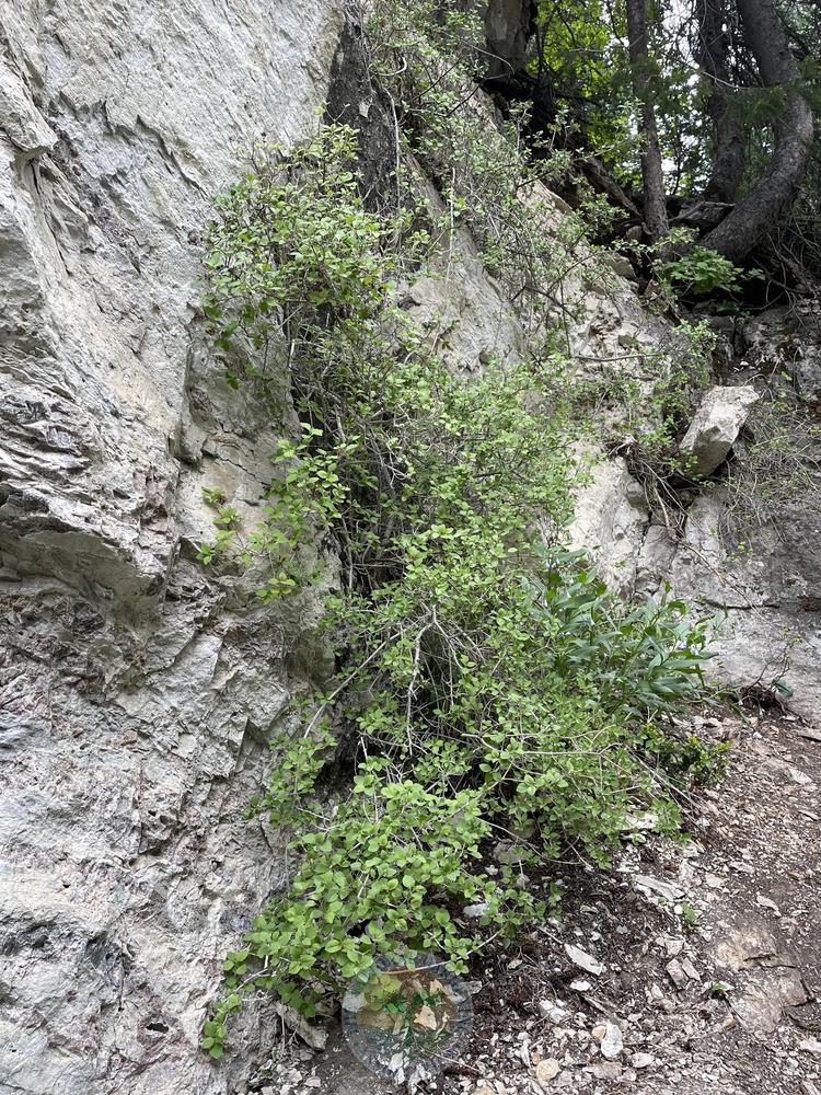 Photo of the habitat view of Wasatch Cliffbush (Jamesia americana var ...