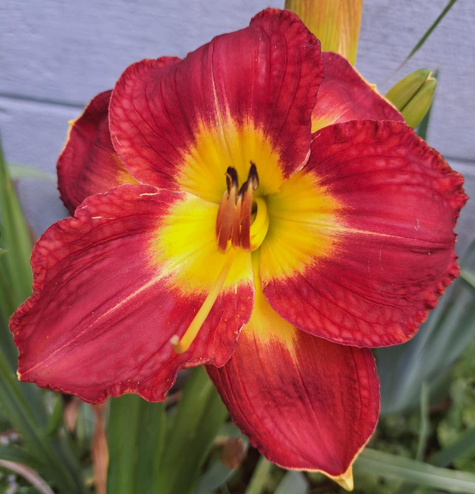 Photo of the bloom of Daylily (Hemerocallis 'Passion for Red') posted ...