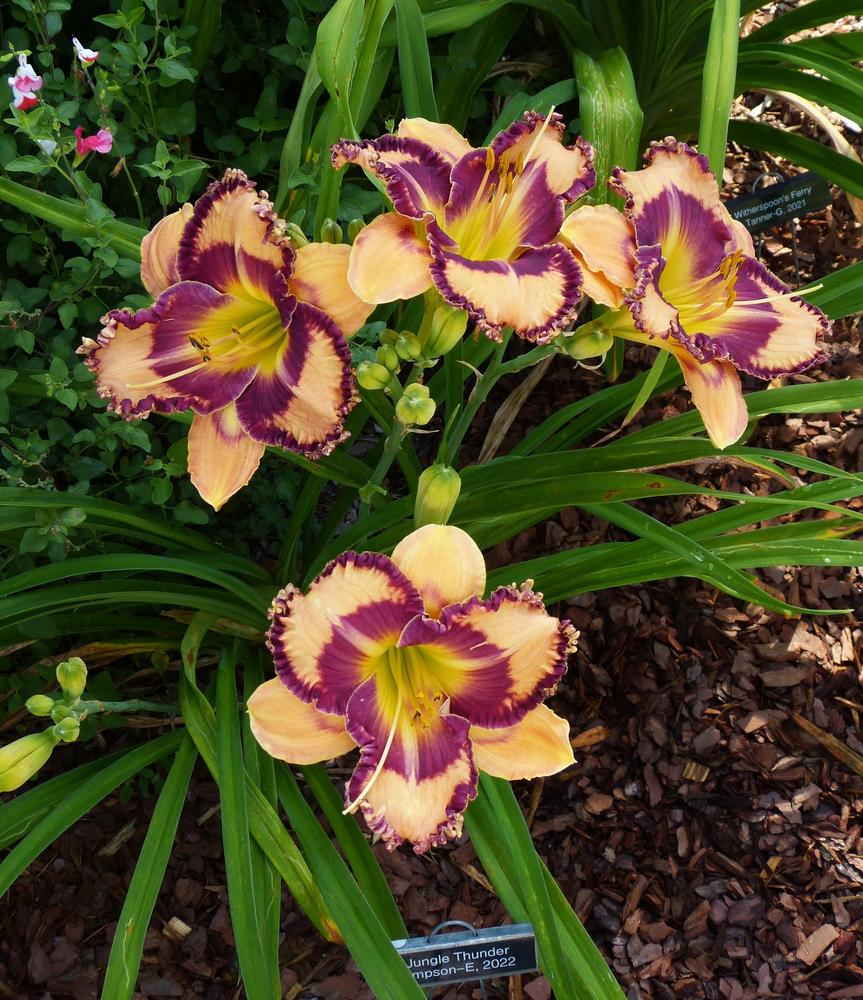 Daylily (Hemerocallis 'Jungle Thunder') in the Daylilies Database - Garden.org