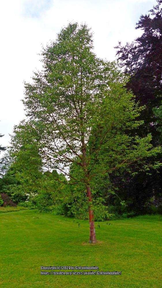 Photo of the entire plant of Chinese Red Birch (Betula utilis subsp ...