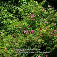 Photo of the bloom of Double Chestnut Rose (Rosa roxburghii) posted by ...