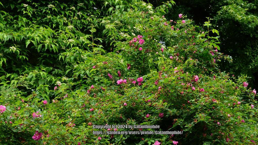 Photo of the bloom of Double Chestnut Rose (Rosa roxburghii) posted by ...