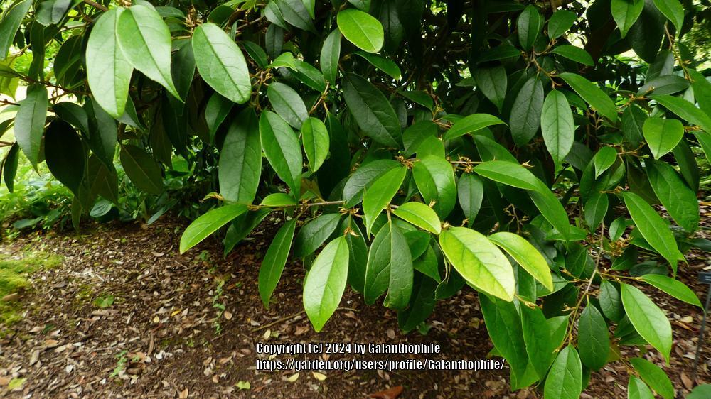 Sycopsis sinensis - Garden.org