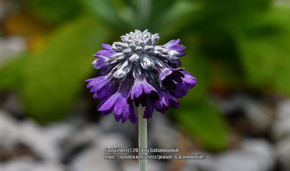 Photo of the bloom of Asiatic Primrose (Primula capitata) posted by ...
