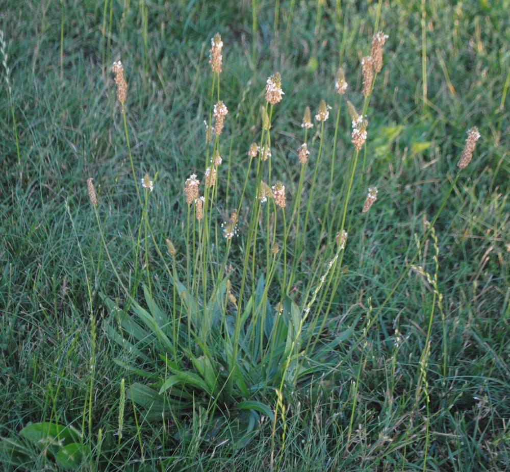 Photo of the entire plant of English Plantain (Plantago lanceolata ...
