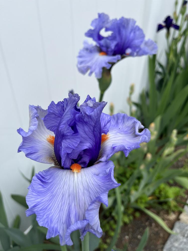 Photo of the bloom of Tall Bearded Iris (Iris 'Bluebird of Happiness') posted by MrsMud - Garden.org