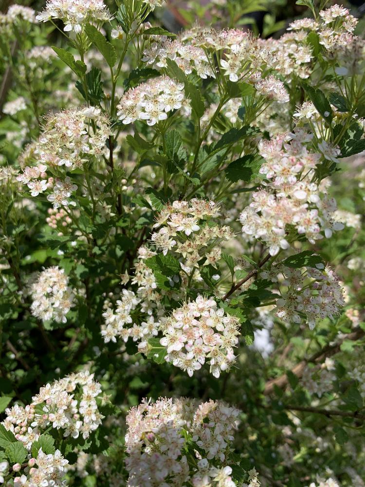 Eastern Ninebark (Physocarpus opulifolius 'Nanus') in the Ninebarks ...