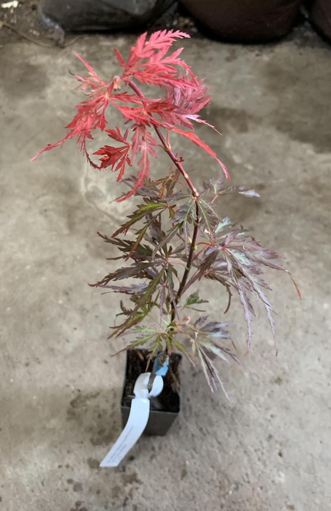 Photo of the seedling or young plant of Miniature Laceleaf Japanese ...