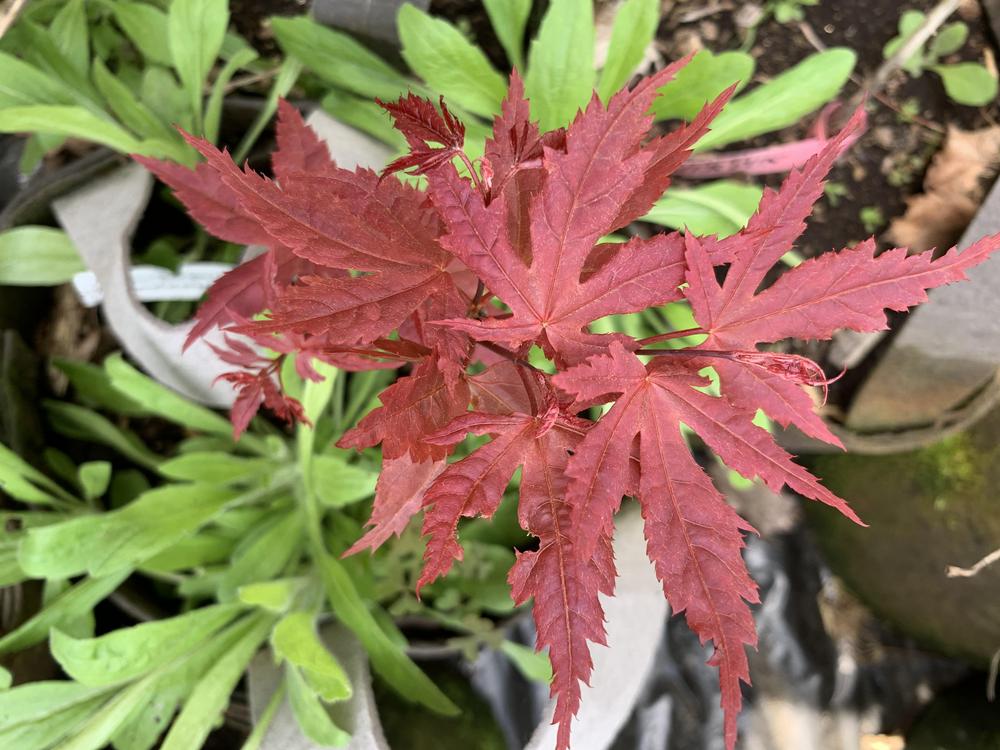 Japanese Maple (Acer palmatum 'Rhode Island Red') - Garden.org