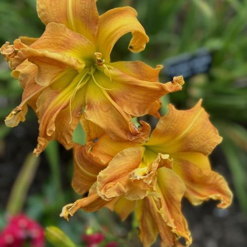 Daylily (Hemerocallis 'Wildman George') in the Daylilies Database ...