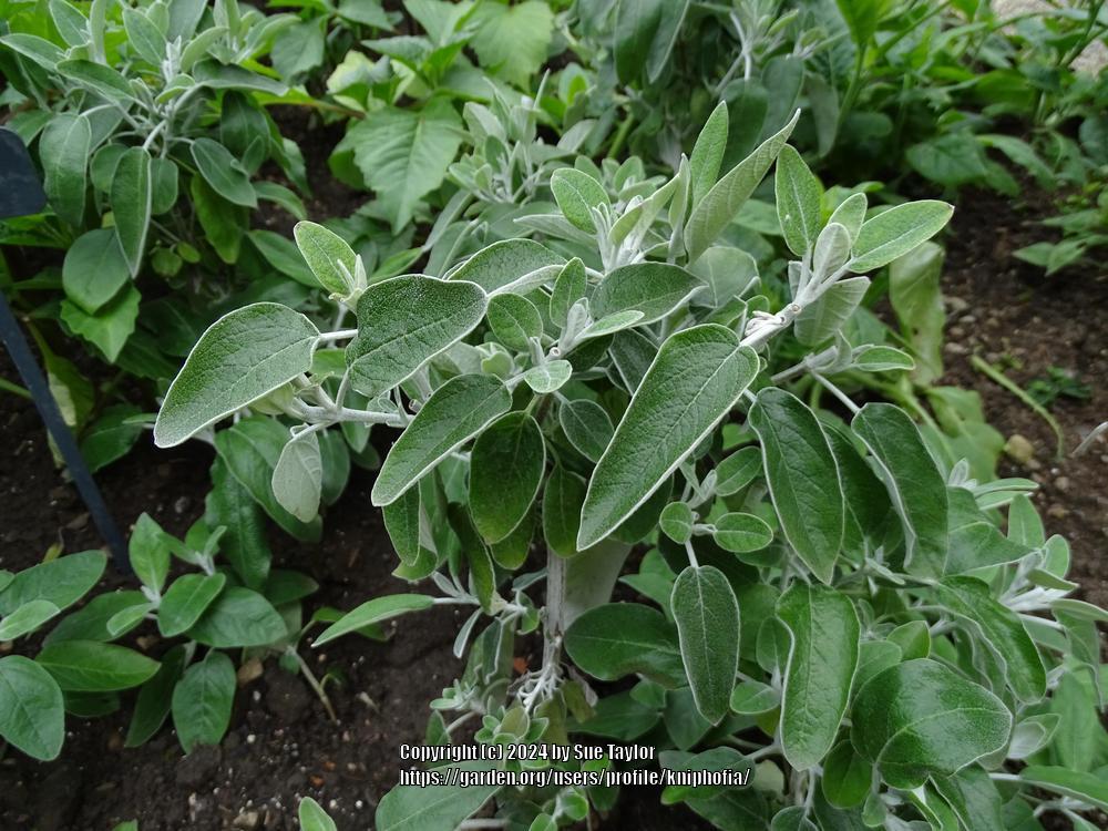 Photo of the leaves of Andean Silver-Leaf Sage (Salvia discolor) posted by kniphofia - Garden.org