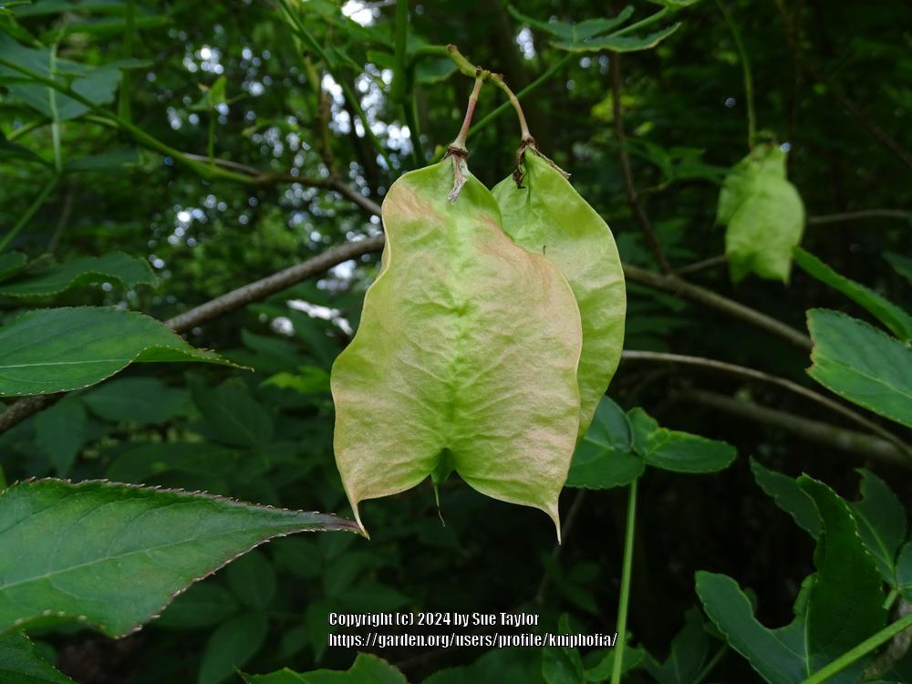 Photo of the seed pods or heads of Colchis Bladdernut (Staphylea ...