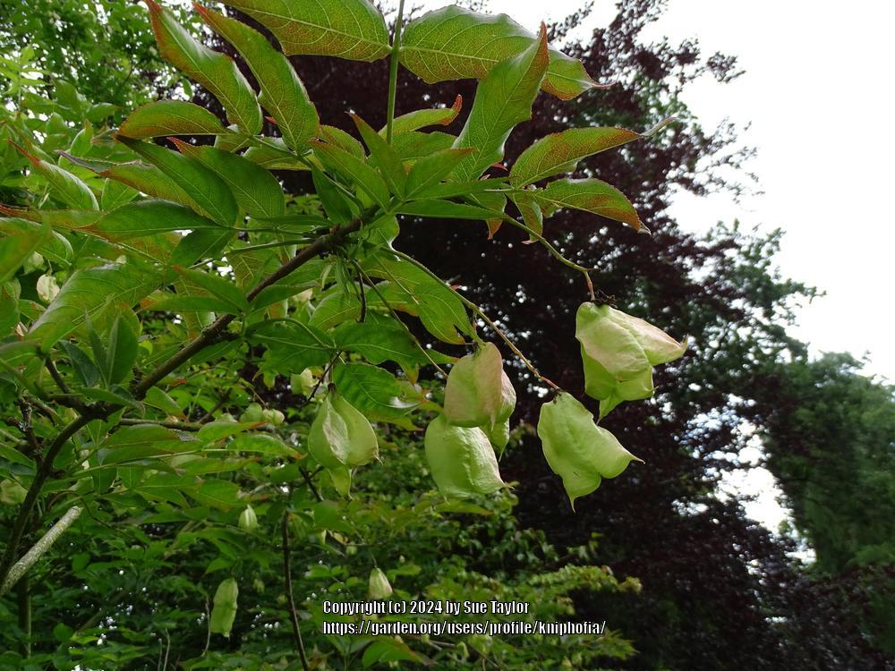 Photo of the seed pods or heads of Colchis Bladdernut (Staphylea ...