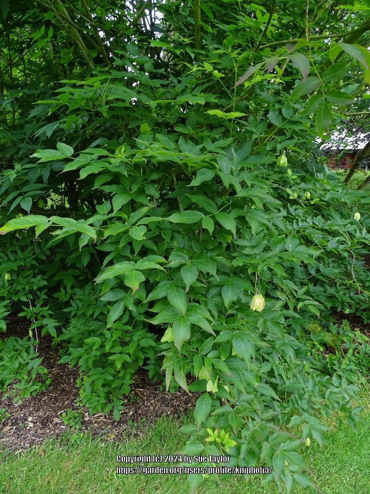 Photo of the leaves of Colchis Bladdernut (Staphylea colchica) posted ...
