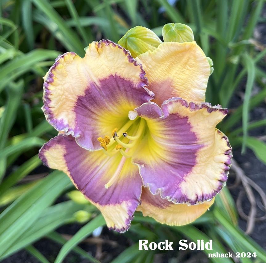 Photo of the bloom of Daylily (Hemerocallis 'Rock Solid') posted by nancyindg - Garden.org