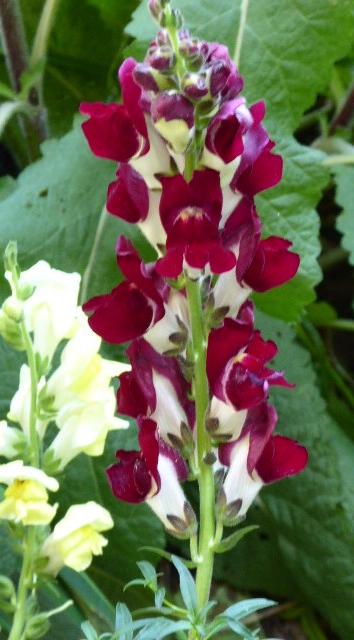 Photo of the bloom of Snapdragon (Antirrhinum majus 'Night and Day ...