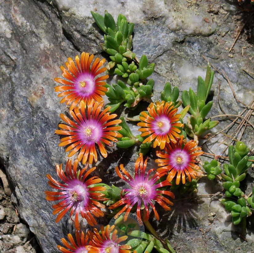 Ice Plant (Delosperma Fire Spinner™) - Garden.org