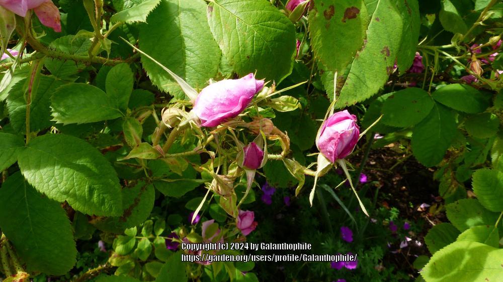 Photo of the closeup of buds, sepals and receptacles of Reblooming ...