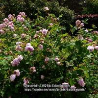 Photo of the bloom of Rose (Rosa 'President de Seze') posted by ...