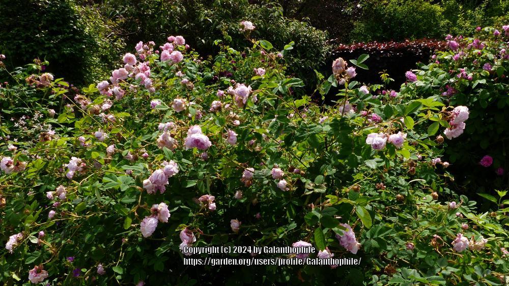 Photo of the bloom of Rose (Rosa 'President de Seze') posted by ...