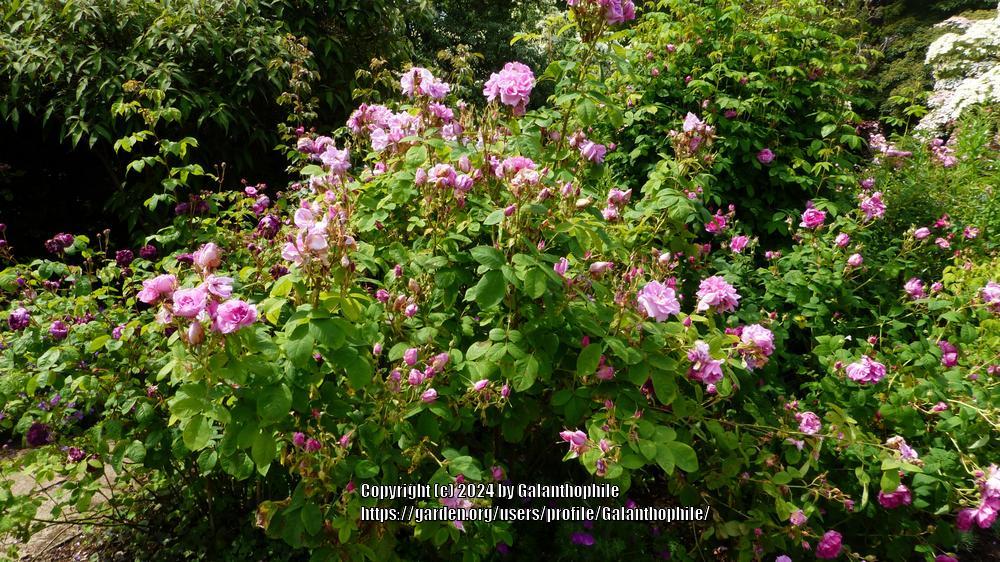 Photo of the entire plant of Reblooming Damask Rose (Rosa 'Autumn ...