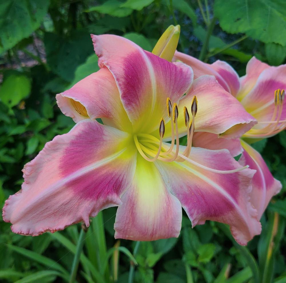 Daylily Hemerocallis Too Sexy For You In The Daylilies Database