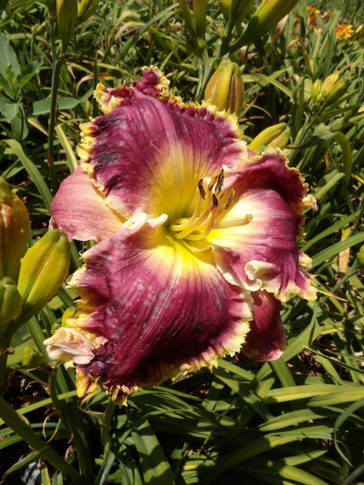 Photo of the bloom of Daylily (Hemerocallis 'Master and Bold Ruler') posted by Msfarmbo - Garden.org