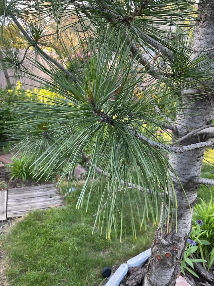 Help with tree ID in the Plant ID forum - Garden.org