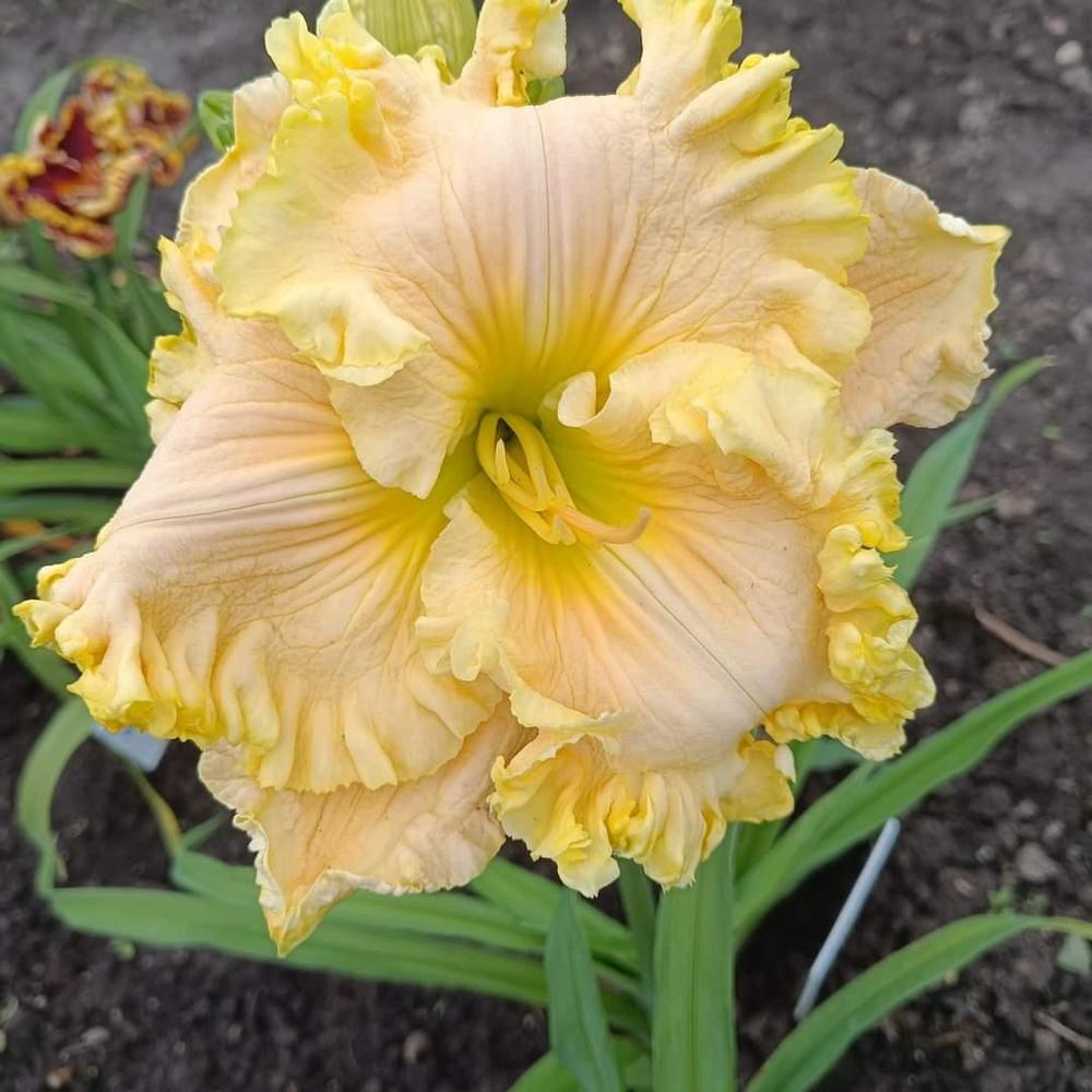 Daylily (Hemerocallis 'Can't Keep My Eyes') in the Daylilies Database - Garden.org