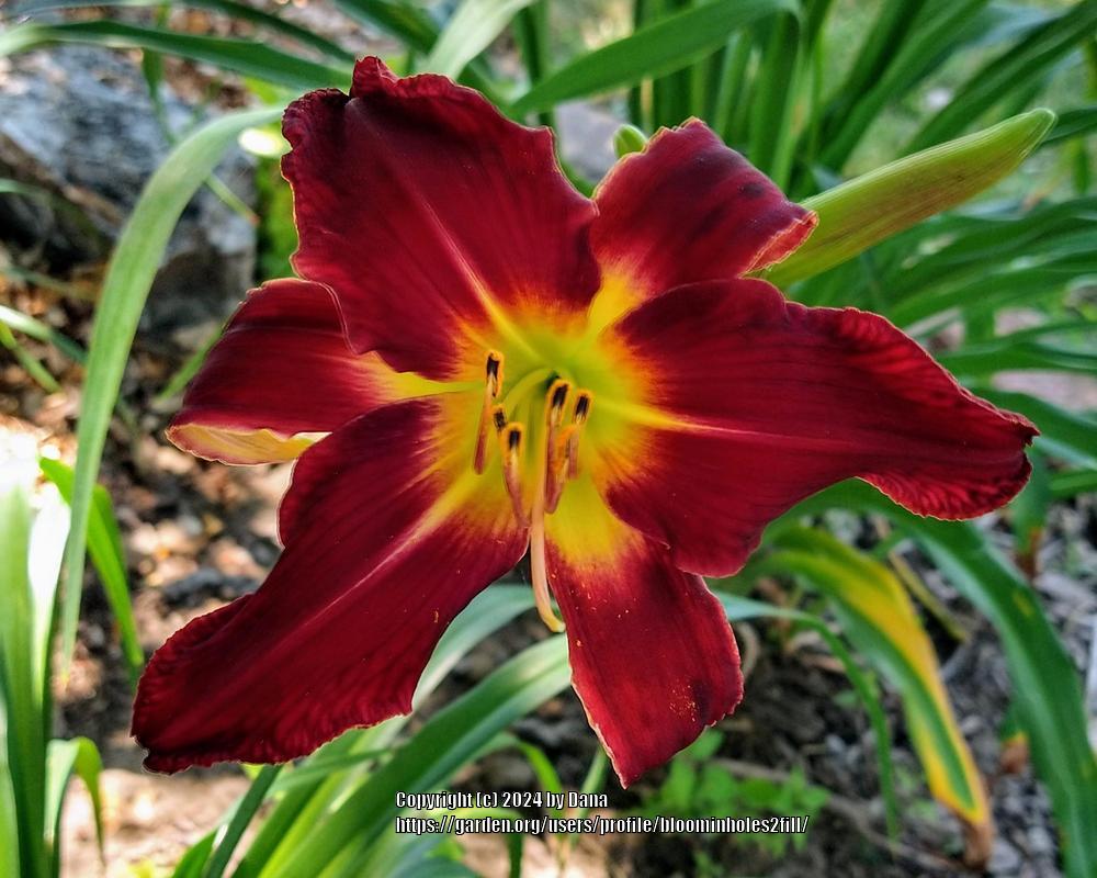 Photo of the bloom of Daylily (Hemerocallis 'James Dean Gallion ...