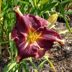 Daylily (Hemerocallis 'Coit Tower') in the Daylilies Database - Garden.org