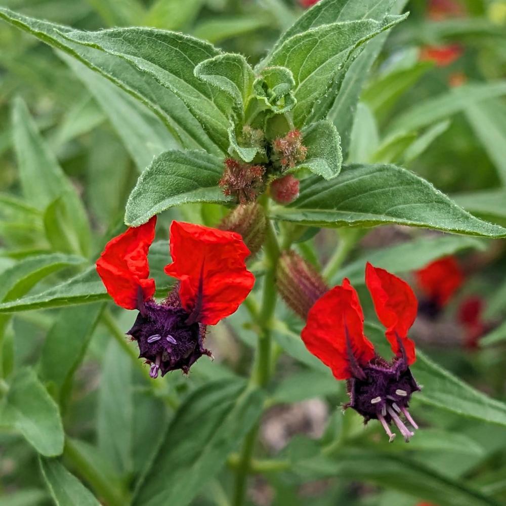 Photo of the bloom of Bat-Face Cuphea (Cuphea llavea) posted by dave - Garden.org