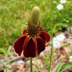 Mexican Hat (Ratibida columnifera) - Garden.org