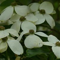 Photo of the bloom of Dogwood (Cornus Stellar Constellation®) posted by ...