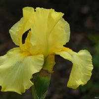 Photo of the bloom of Tall Bearded Iris (Iris 'Harvest of Memories ...
