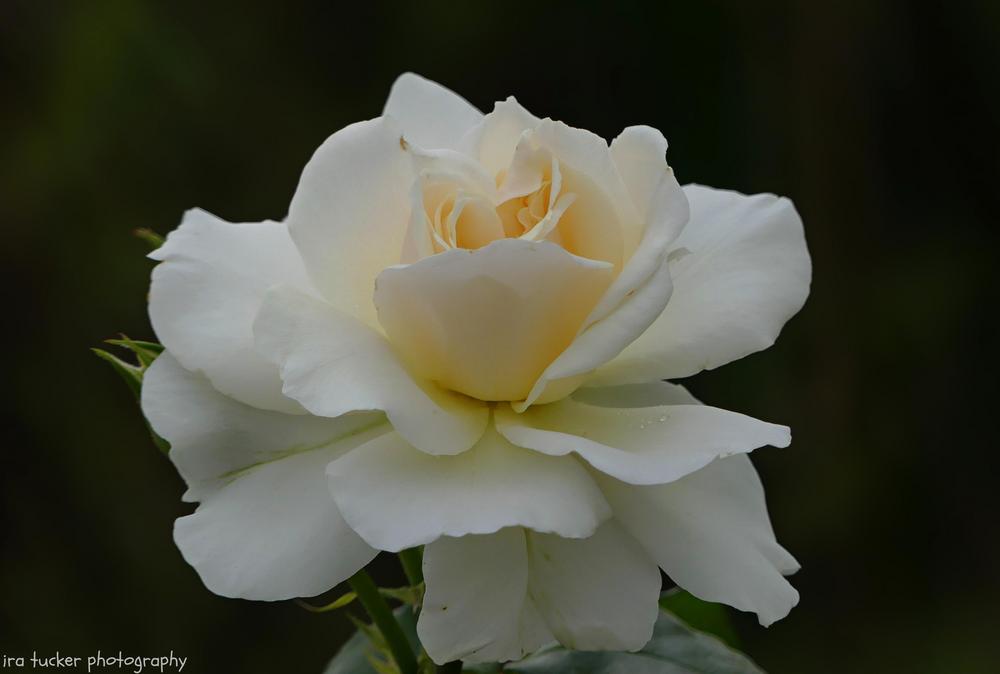 Photo of the bloom of Rose (Rosa 'Champagne Wishes') posted by ...