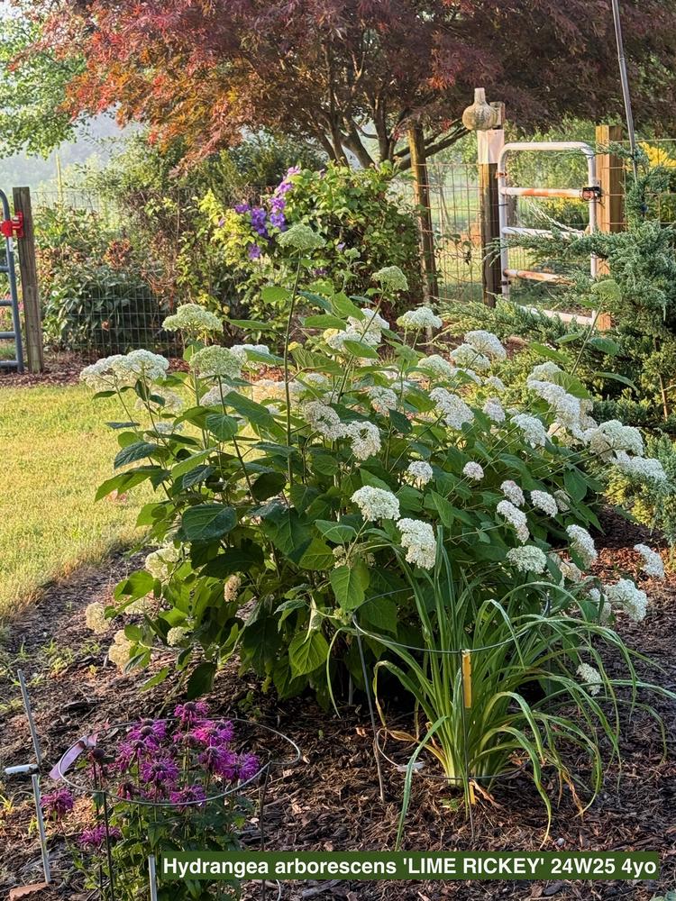Photo of the entire plant of Smooth Hydrangea (Hydrangea arborescens ...